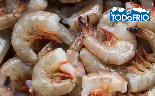 CAMARÓN ECUATORIANO 36/40 CON CÁSCARA CRUDO IQF 1KG - TODOFRIO | TODOFRIO