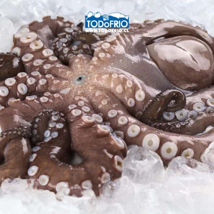 Pulpo del Norte Entero Crudo IQF 2-UP Caja 12Kg. – TodoFrio ...