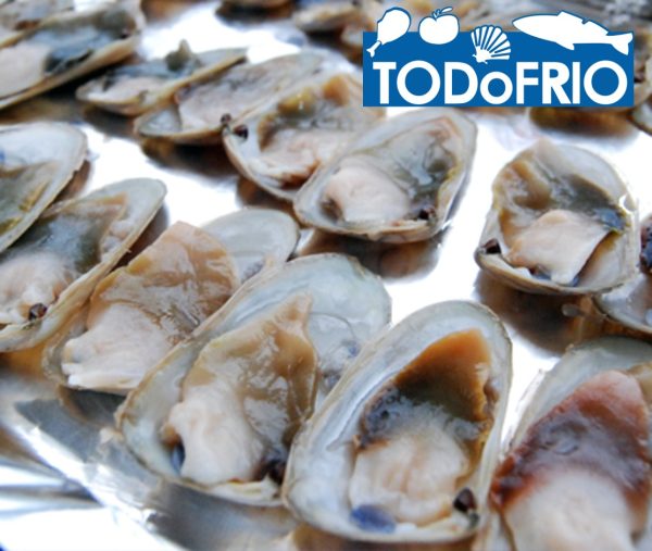 Macha Media Concha Crudas Bandeja 12 Unidades - TODOFRIO